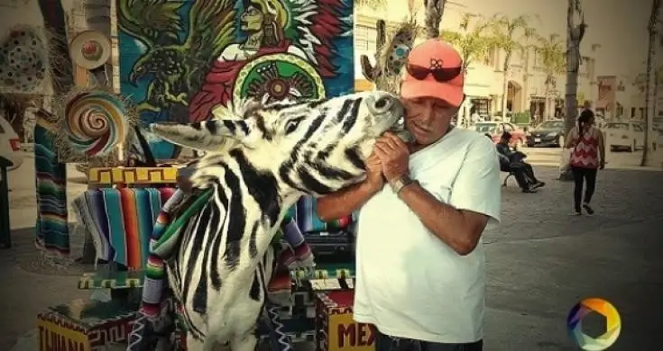 Zebra-donkeys are removed from Tijuana and replaced by wooden figures