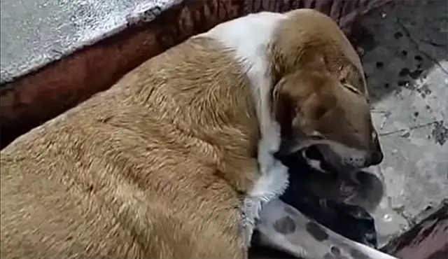 Extermination of dogs at the Mérida Central Supply Center