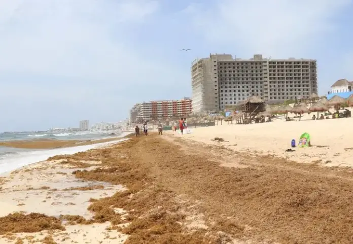 Sargassum increases on Cancun beaches due to cold fronts