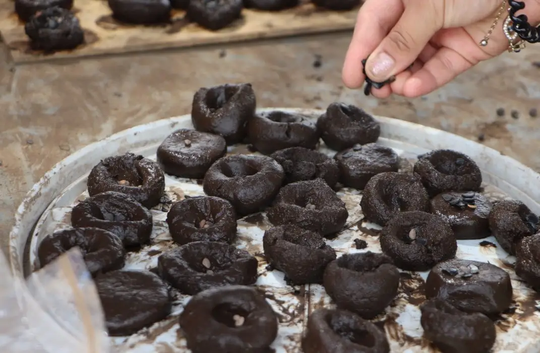 Drones and helicopters drop 15 million seeds in forests of Hidalgo