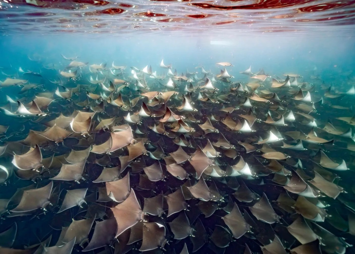 The beach in Baja California Sur where one of the most impressive ...